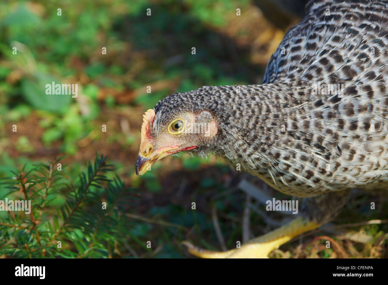 Bio chicken farm hi-res stock photography and images - Alamy