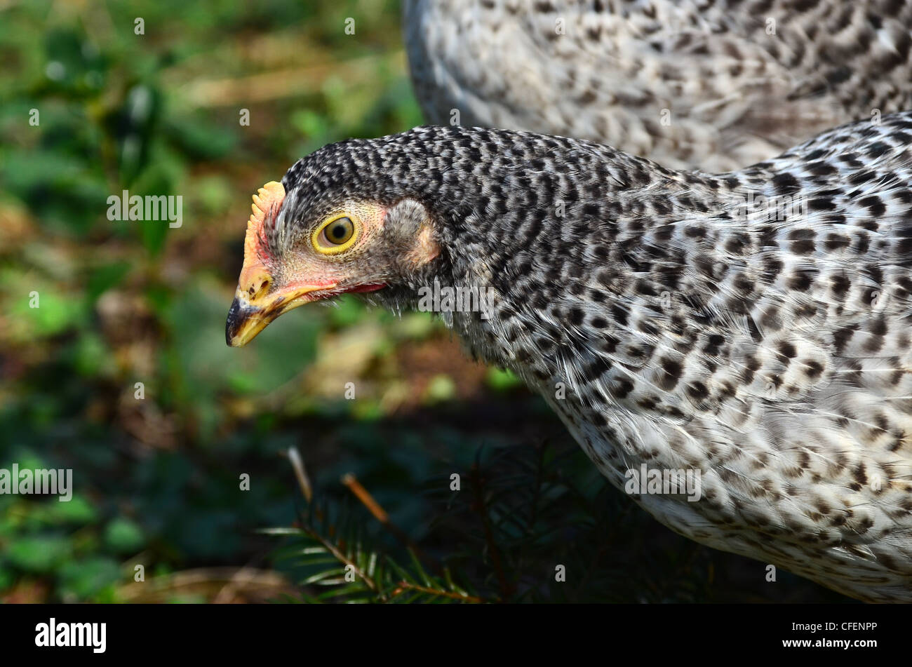 Bio chicken farm hi-res stock photography and images - Alamy