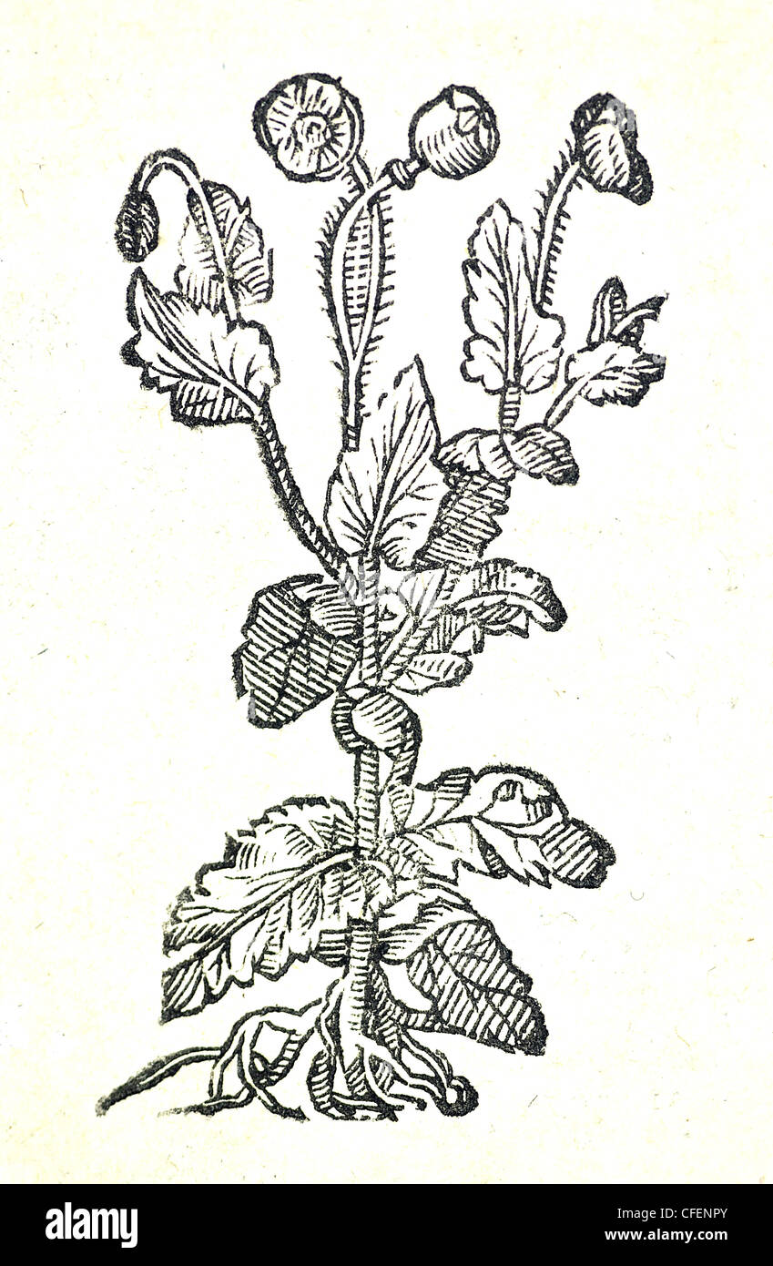 18th century old botanical illustration woodcut of Opium Poppy / White ...