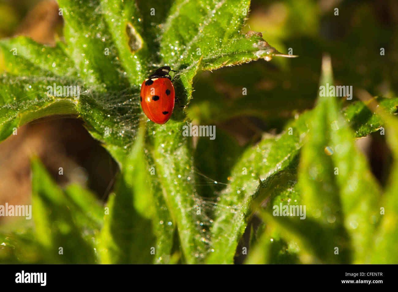 Close up of ladybird Stock Photo - Alamy