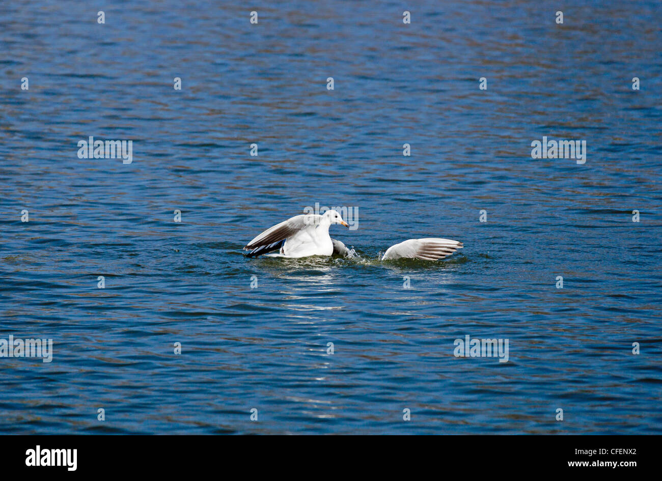 Two black headed gulls fighting for a fish Chroicocephalus ridibundus ...