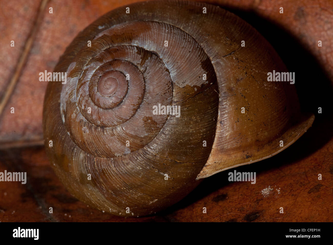 Close-up of a snail in the Sipsey Wilderness, Bankhead National Forest ...