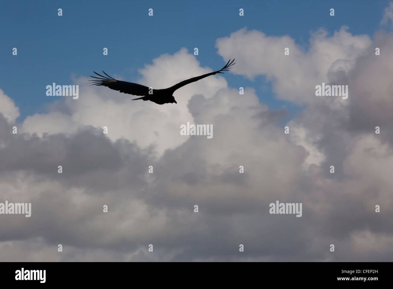 Eagle flying in the sky at the Everglades National Park, Florida, USA ...