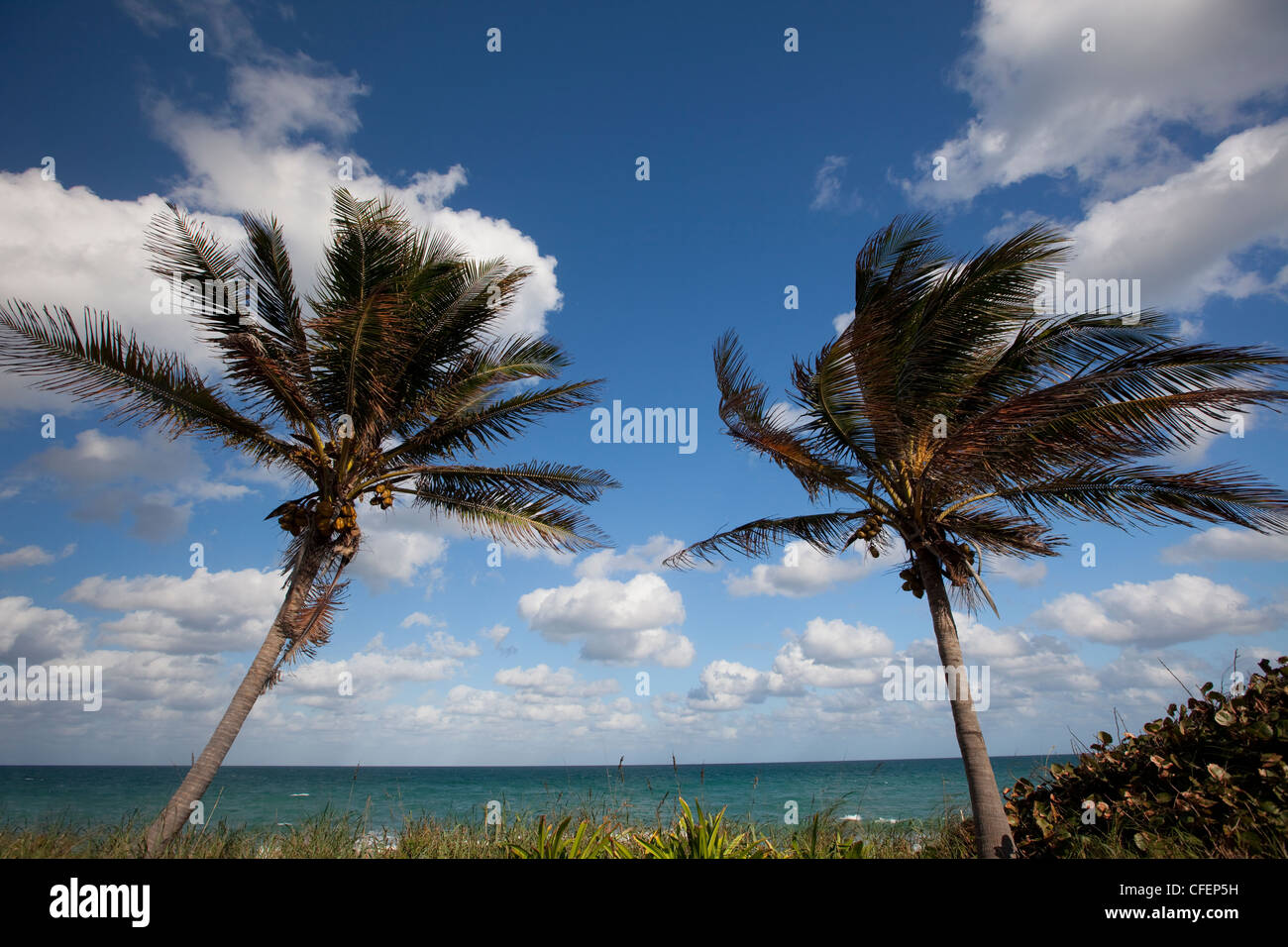 Palm trees at Coral Cove State Park, Blowing Rocks state Park, Florida ...