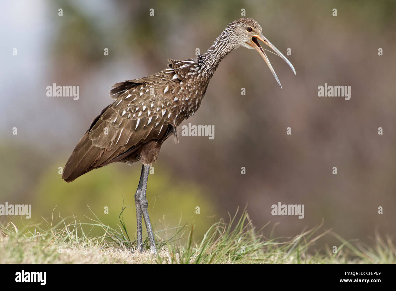 Adult limpkin hi-res stock photography and images - Alamy