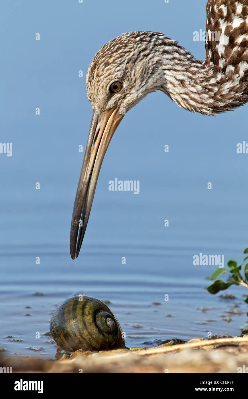 An adult Limpkin feeding on an apple snail in Florida Stock Photo - Alamy