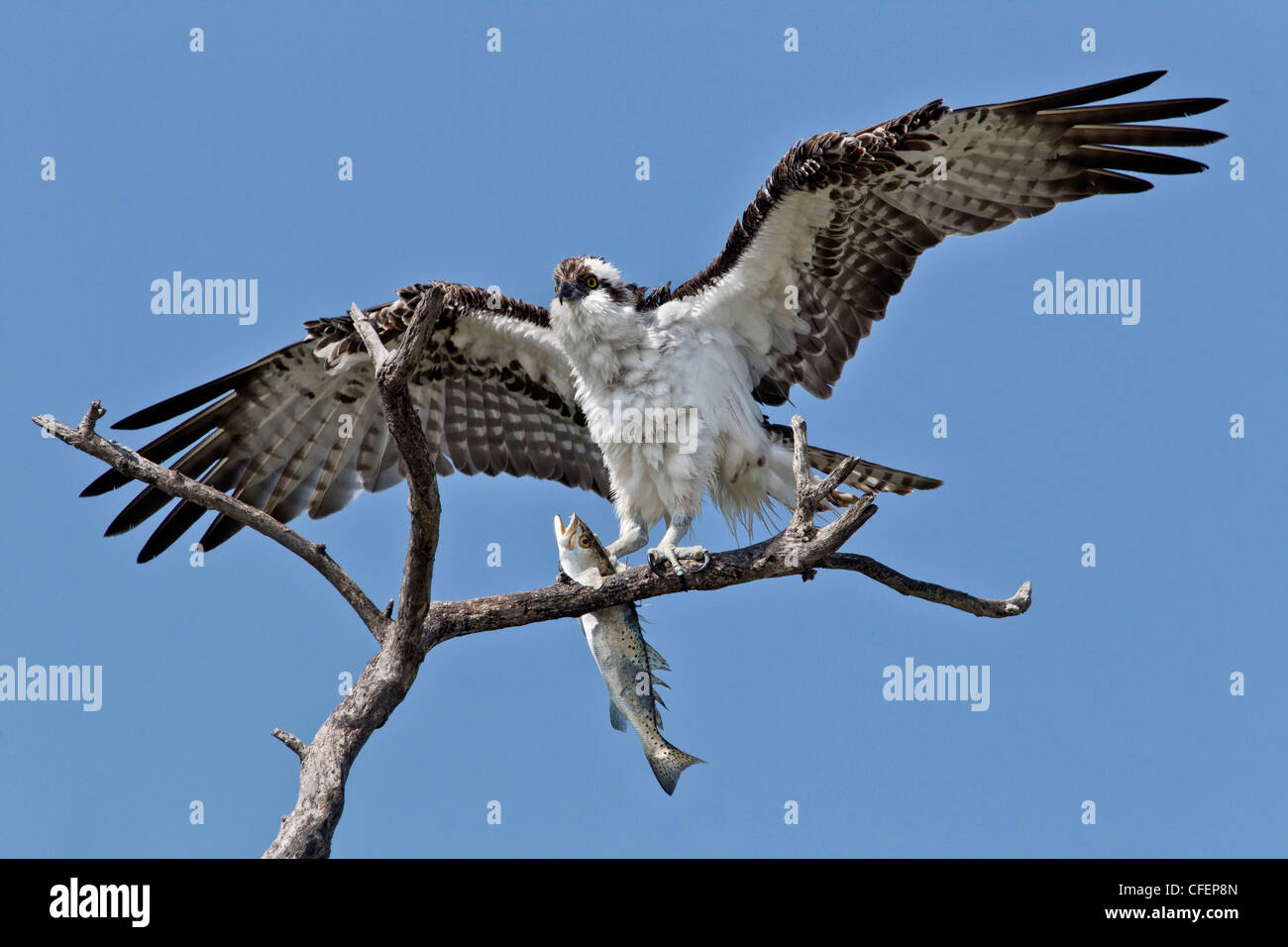 Osprey with Sea trout catch Stock Photo - Alamy