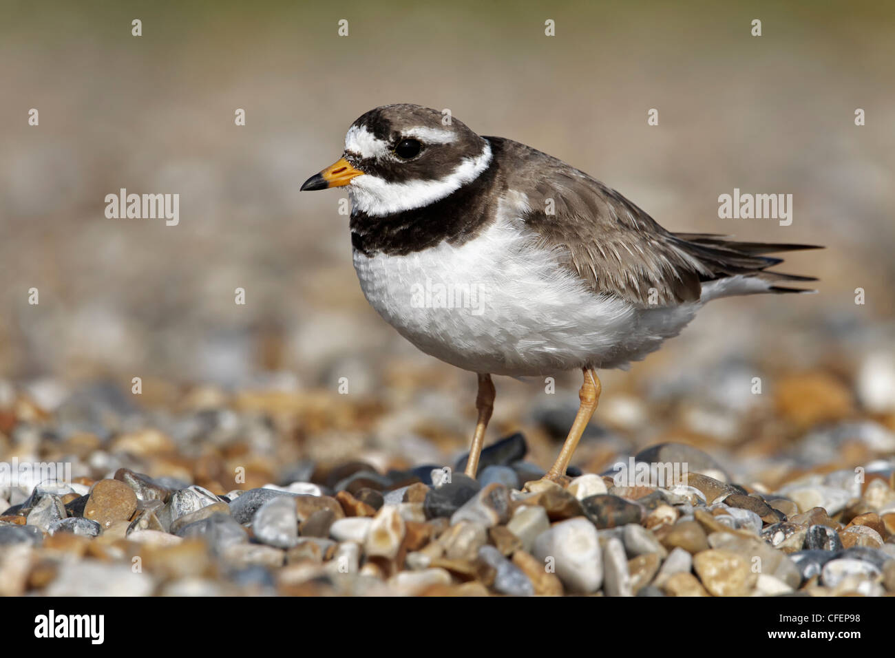 Adult plover hi-res stock photography and images - Alamy