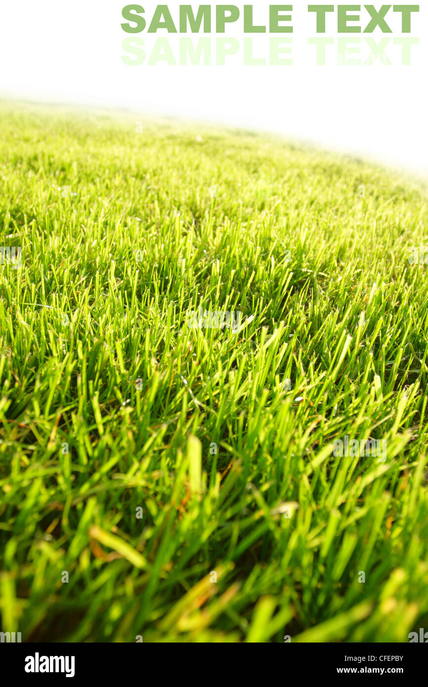 Green grass and space for your own text above Stock Photo - Alamy