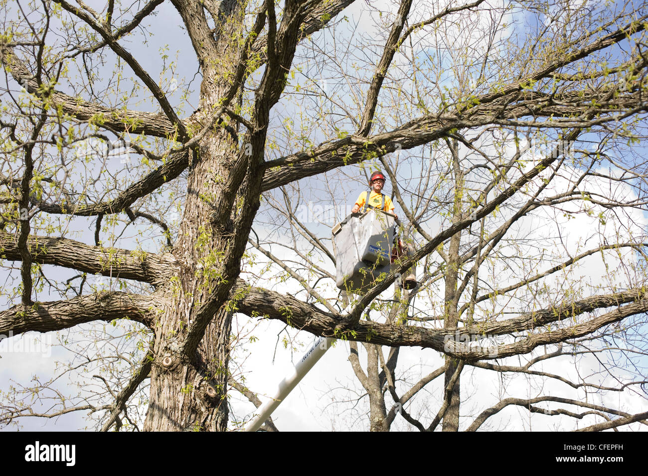 Cherry picker tree hi-res stock photography and images - Alamy