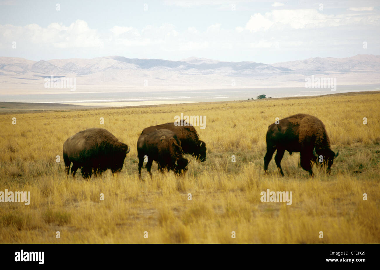 Bisen hi-res stock photography and images - Alamy