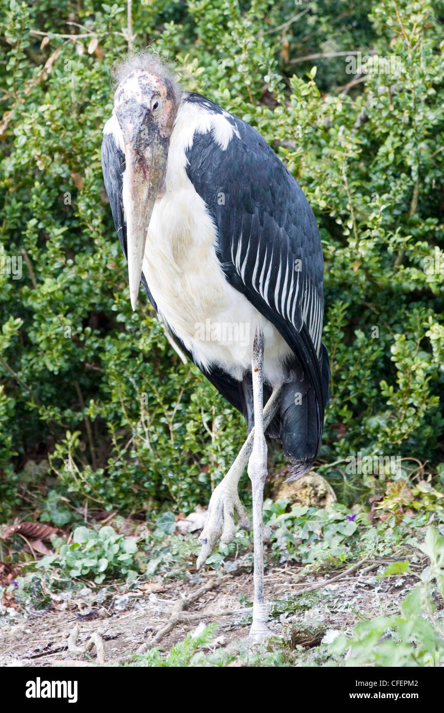 Marabou Stork Leptoptilos crumeniferus Stock Photo - Alamy