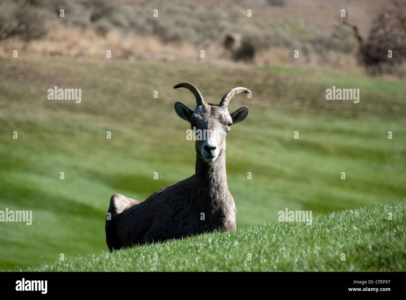 Sheep Golf High Resolution Stock Photography and Images - Alamy