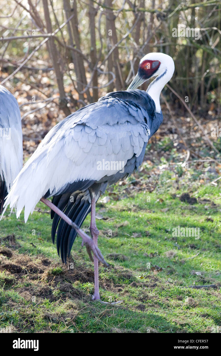 Long necked crane hi-res stock photography and images - Alamy