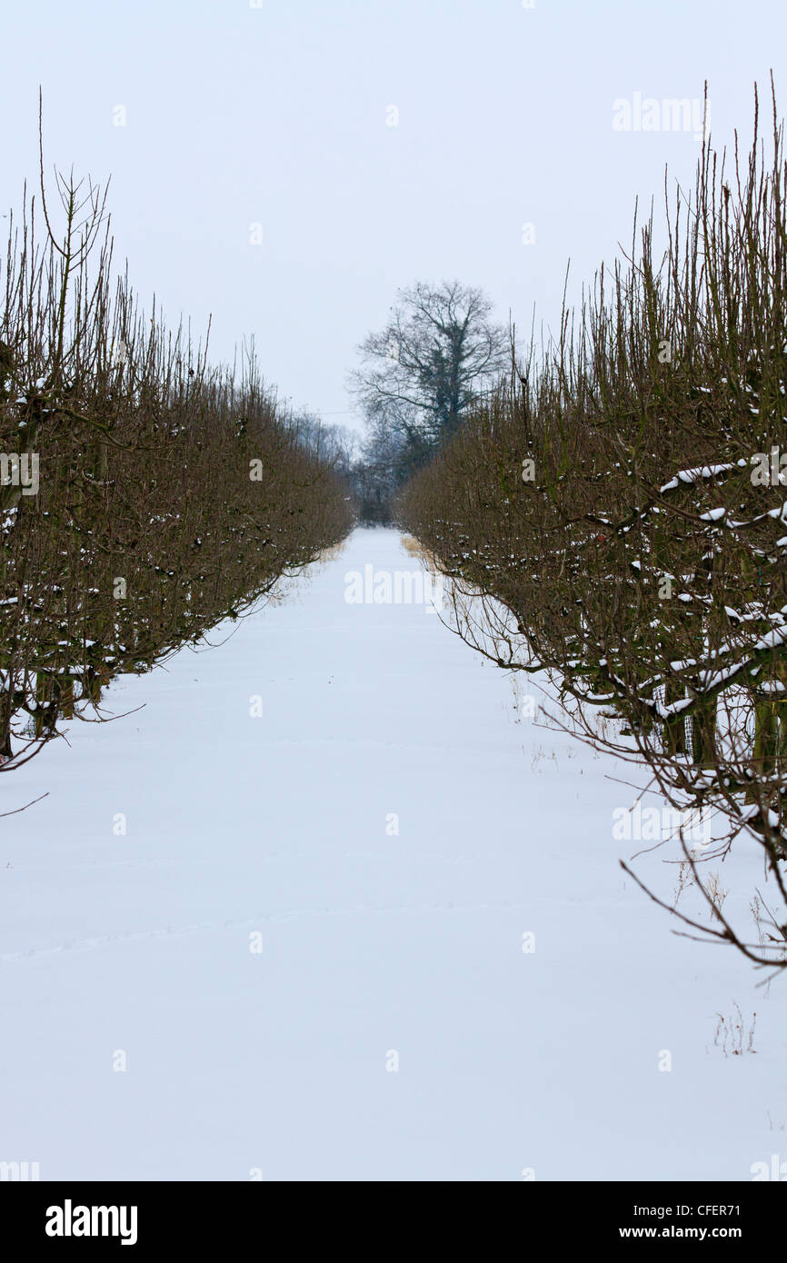 Apple tree orchard in the snow Stock Photo - Alamy