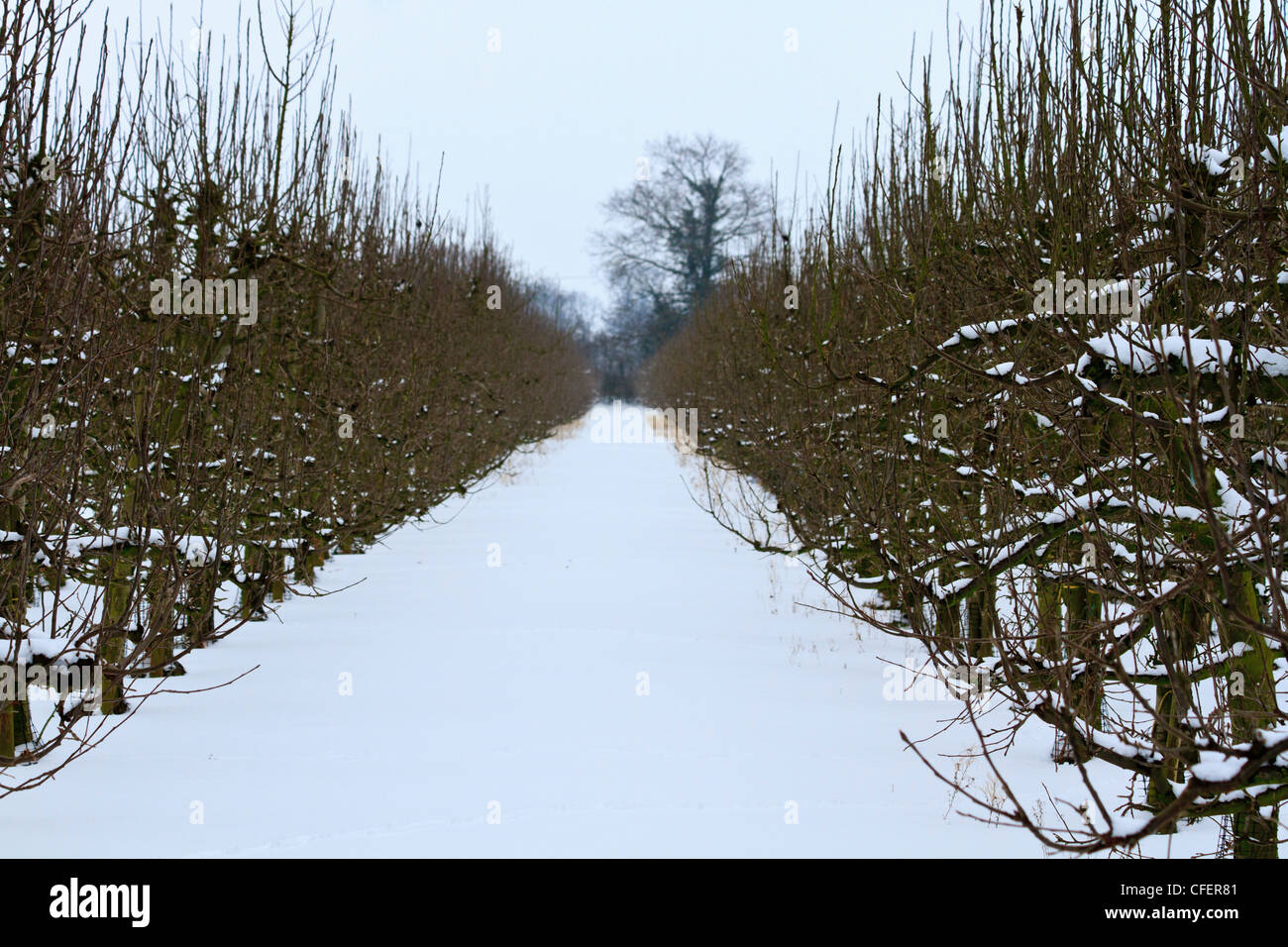 Apple tree orchard in the snow Stock Photo - Alamy