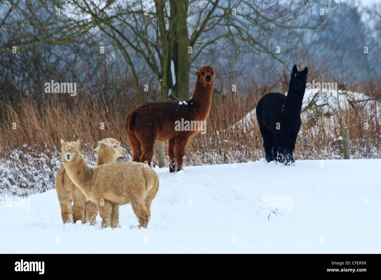 Alpaca in a snow covered field, Suffolk, England Stock Photo - Alamy