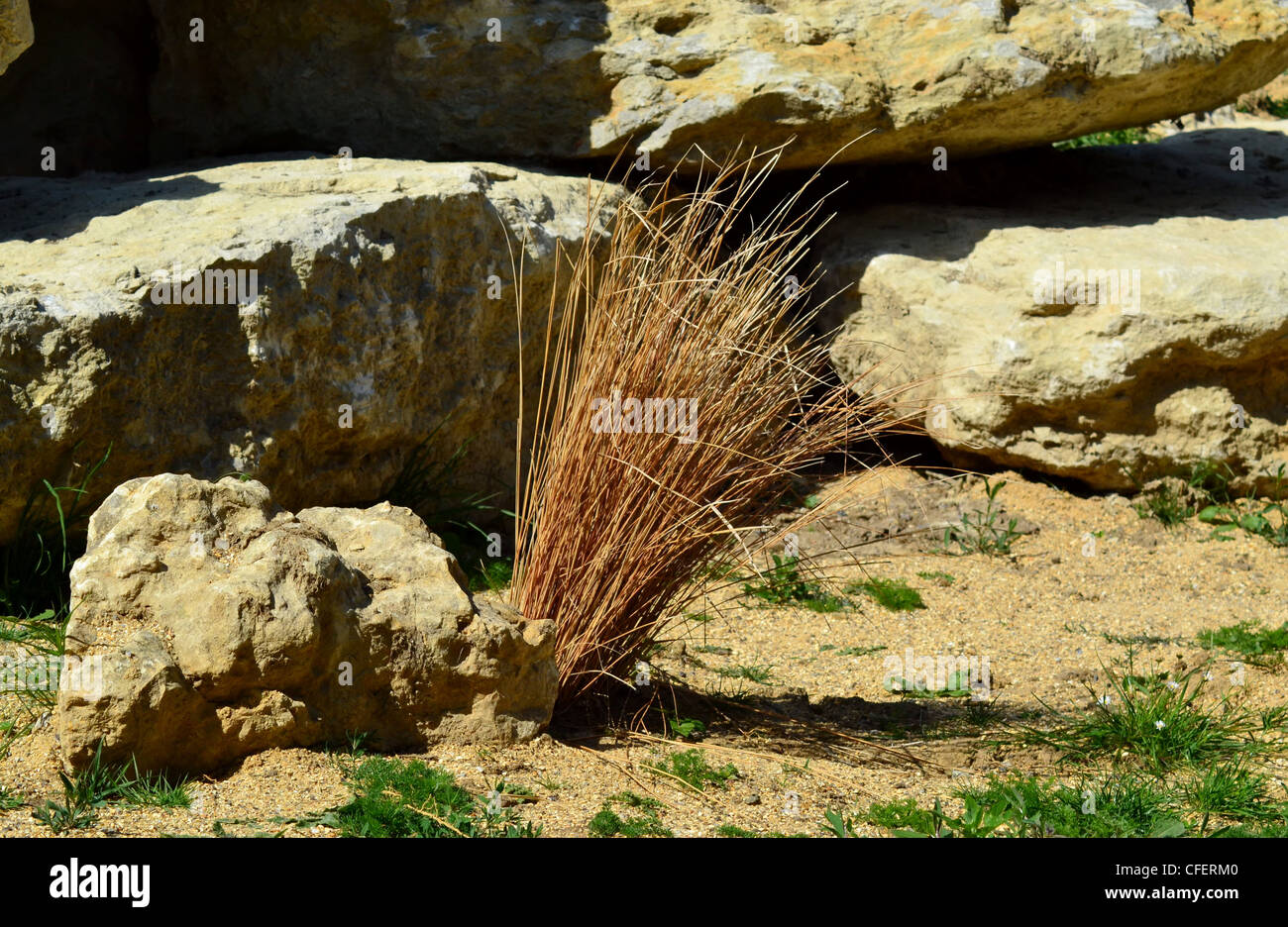 Alpine weed hi-res stock photography and images - Alamy