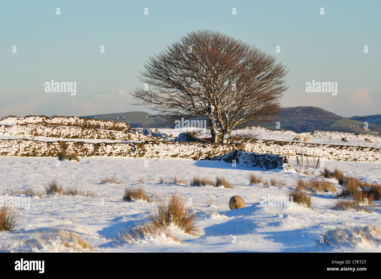 Yorkshire tree hi-res stock photography and images - Alamy
