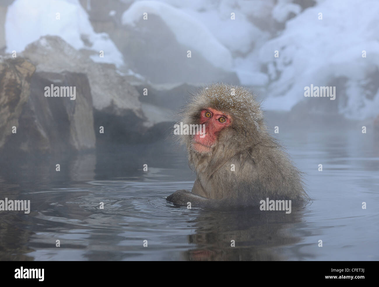 Snow monkey Jigokudani national park japan Stock Photo - Alamy