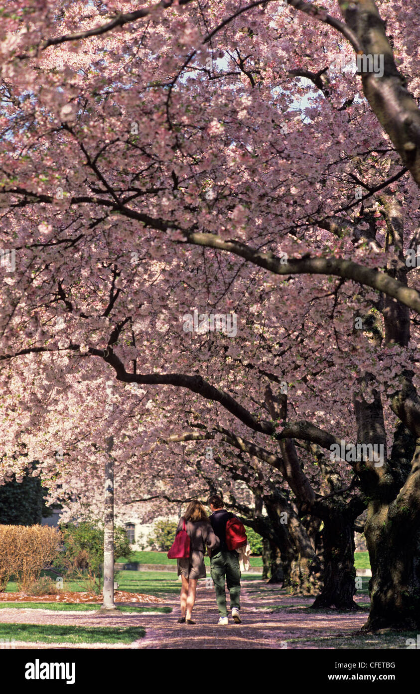 University of Washington spring cherry blossoms on campus with college ...