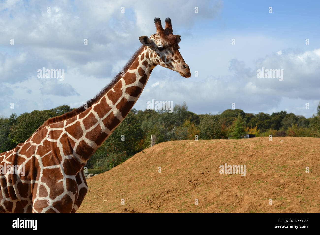 Giraffe wandering the grounds of Colchester Zoo Stock Photo - Alamy