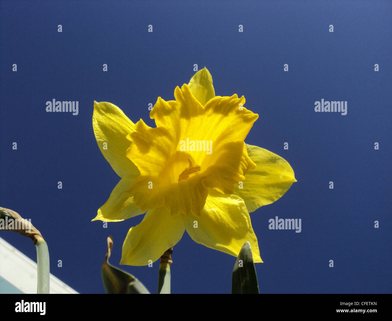 Daffodils in Spring Stock Photo - Alamy
