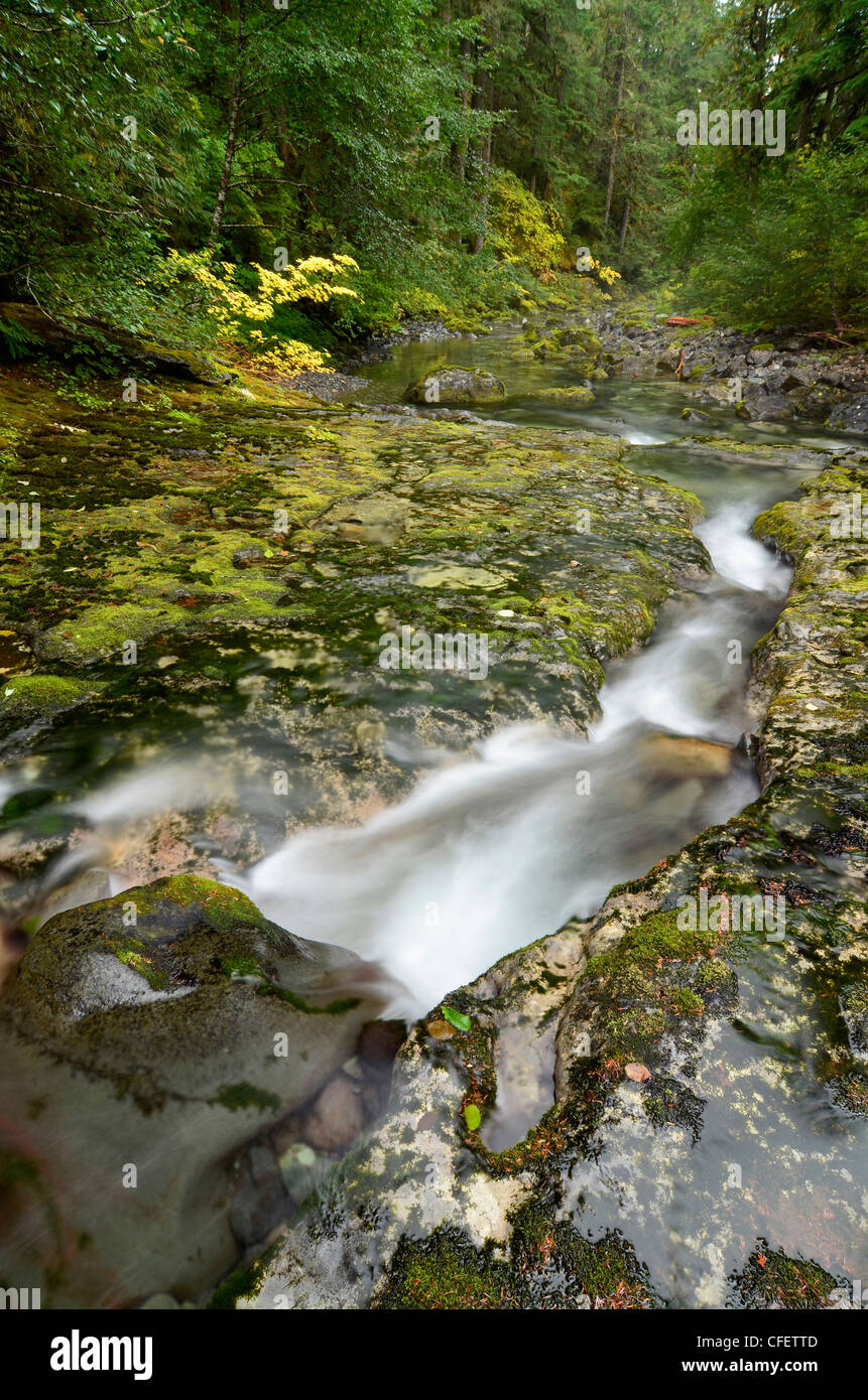 Opal Creek cutting through bedrock in the Cascade Range of Oregon Stock ...
