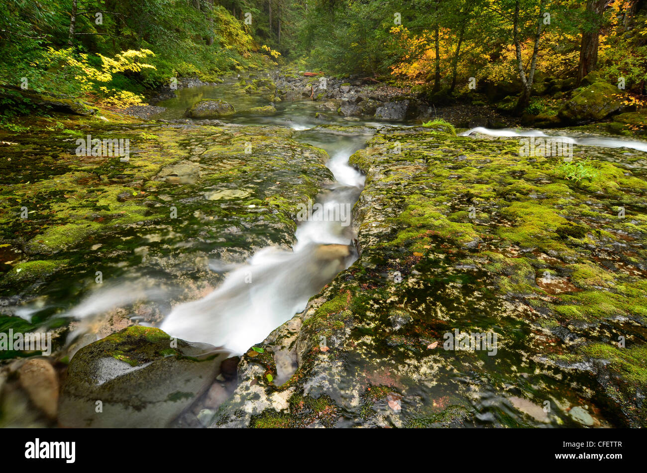 Opal Creek cutting through bedrock in the Cascade Range of Oregon Stock ...