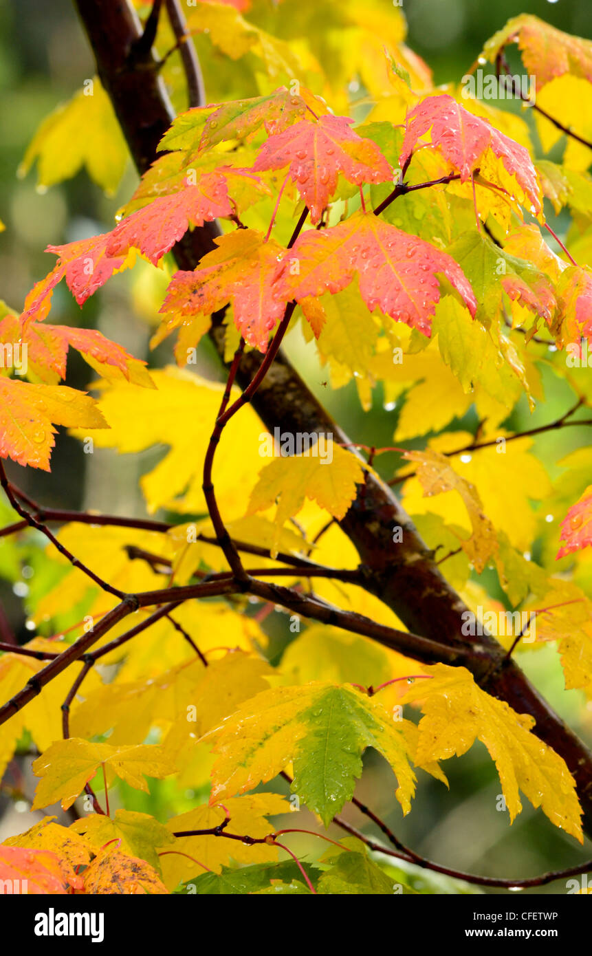 Vine cascade hi-res stock photography and images - Alamy