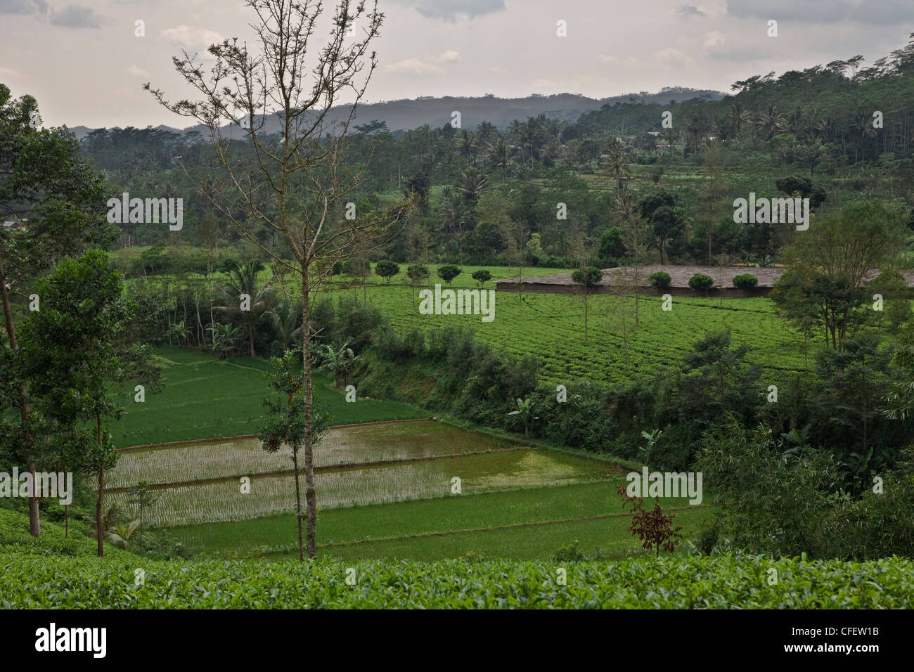 Pool and rice fields hi-res stock photography and images - Alamy