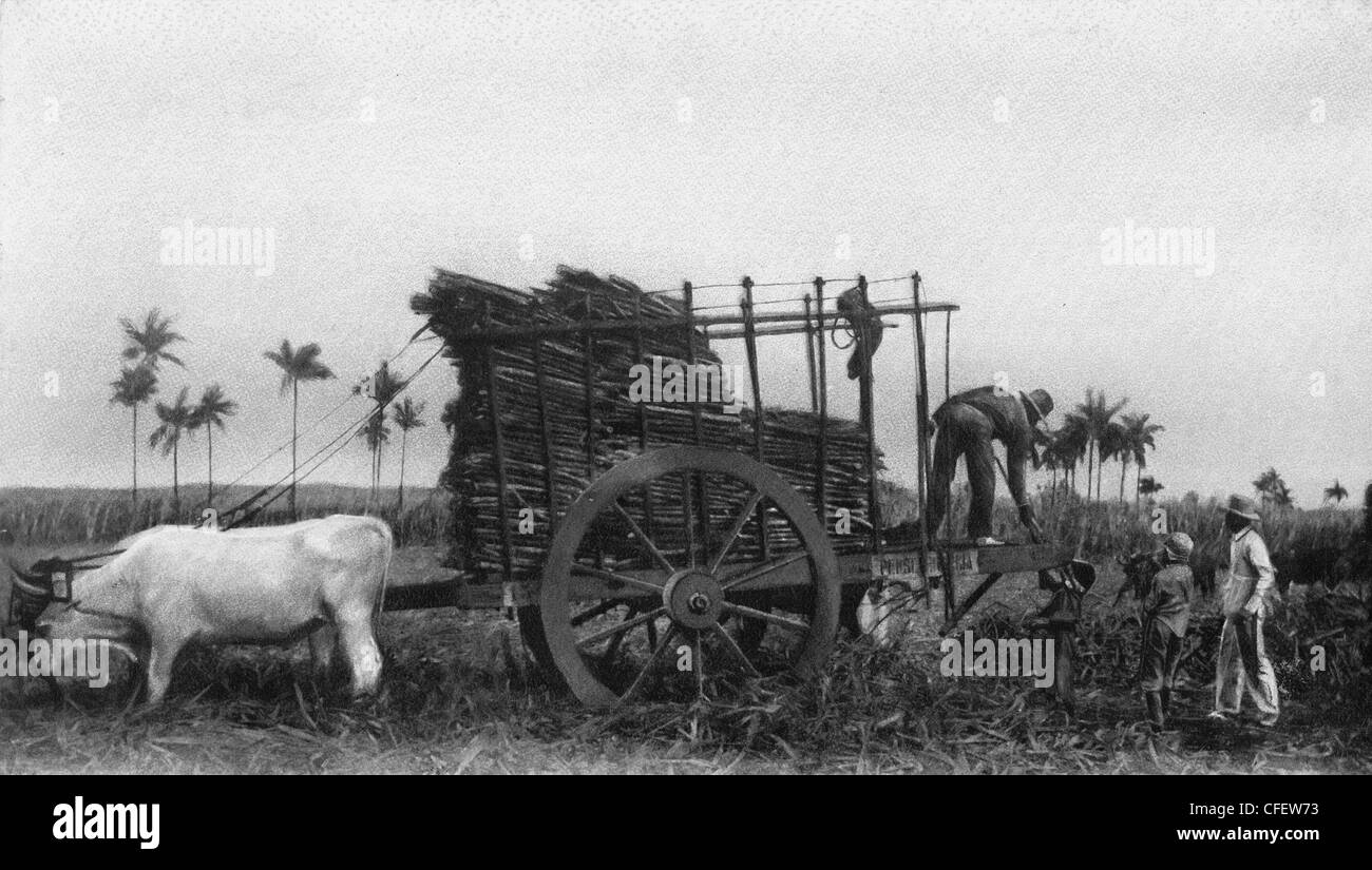 A sugar cane cart in Cuba, circa 1909 Stock Photo - Alamy