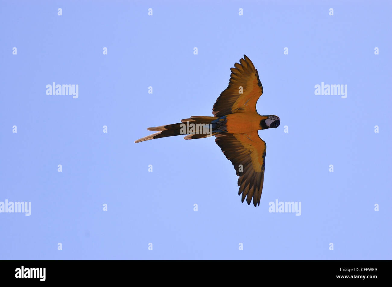 Macaw flying overhead at Blackpool Zoo Stock Photo - Alamy