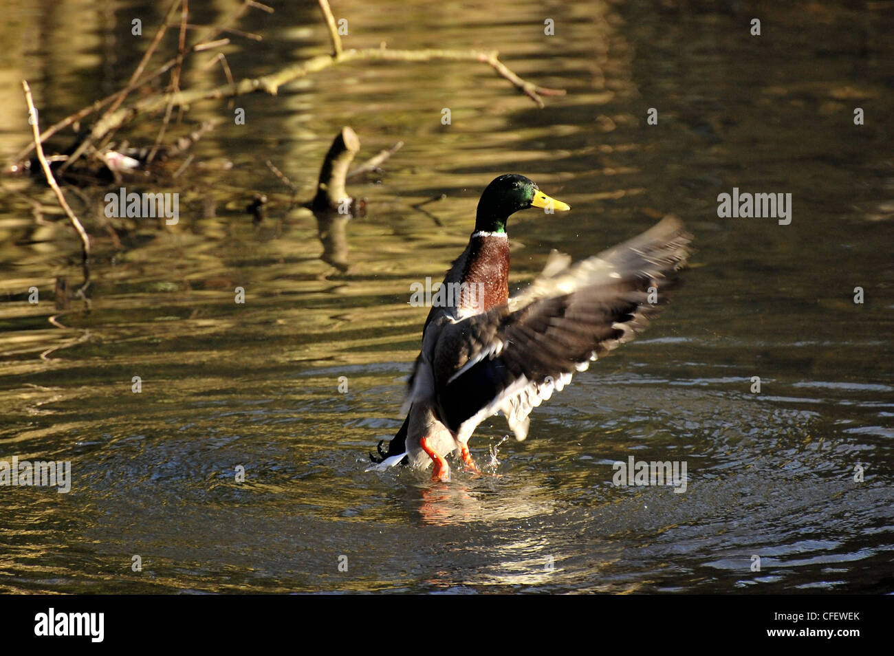 Male Mallard duck standing upright in water with wings fully swept ...