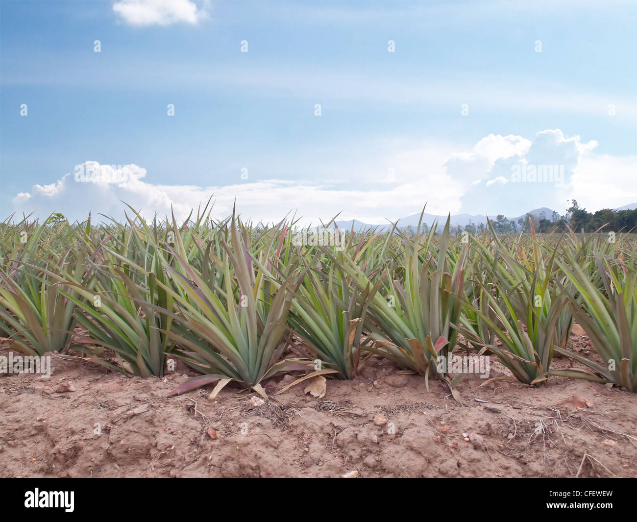 Pineapple farm thailand hi-res stock photography and images - Alamy
