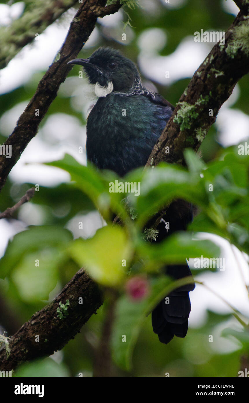 Tui On Kowhai High Resolution Stock Photography and Images - Alamy