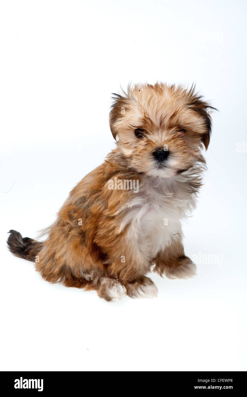 Cute puppy on white background Stock Photo - Alamy