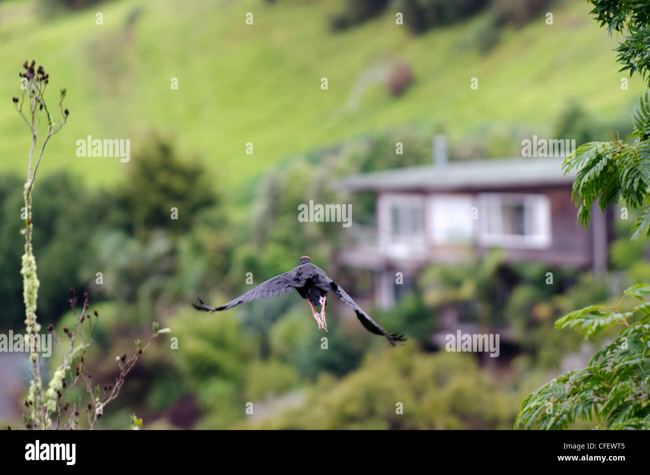 Pukeko Native New Zealand Bird High Resolution Stock Photography and ...