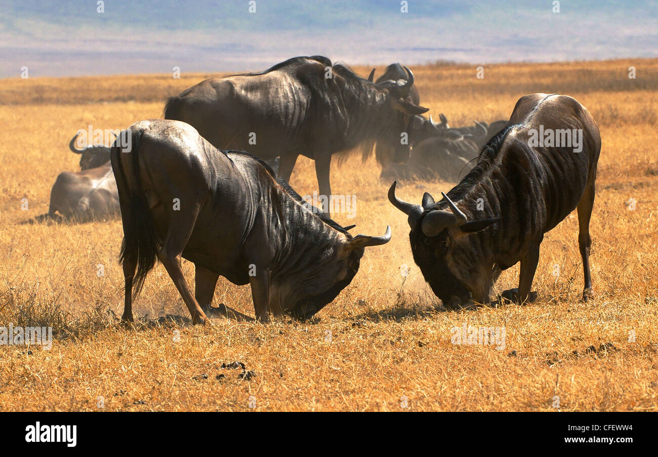 Rutting ground hi-res stock photography and images - Alamy
