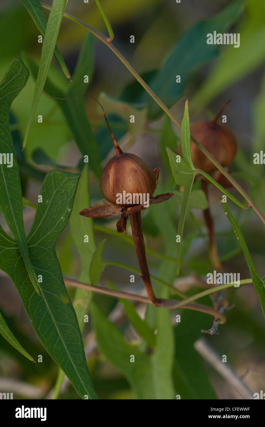 Salt Marsh Morning Glory, Ipomoea sagittata, wildflower, seed pod Stock ...