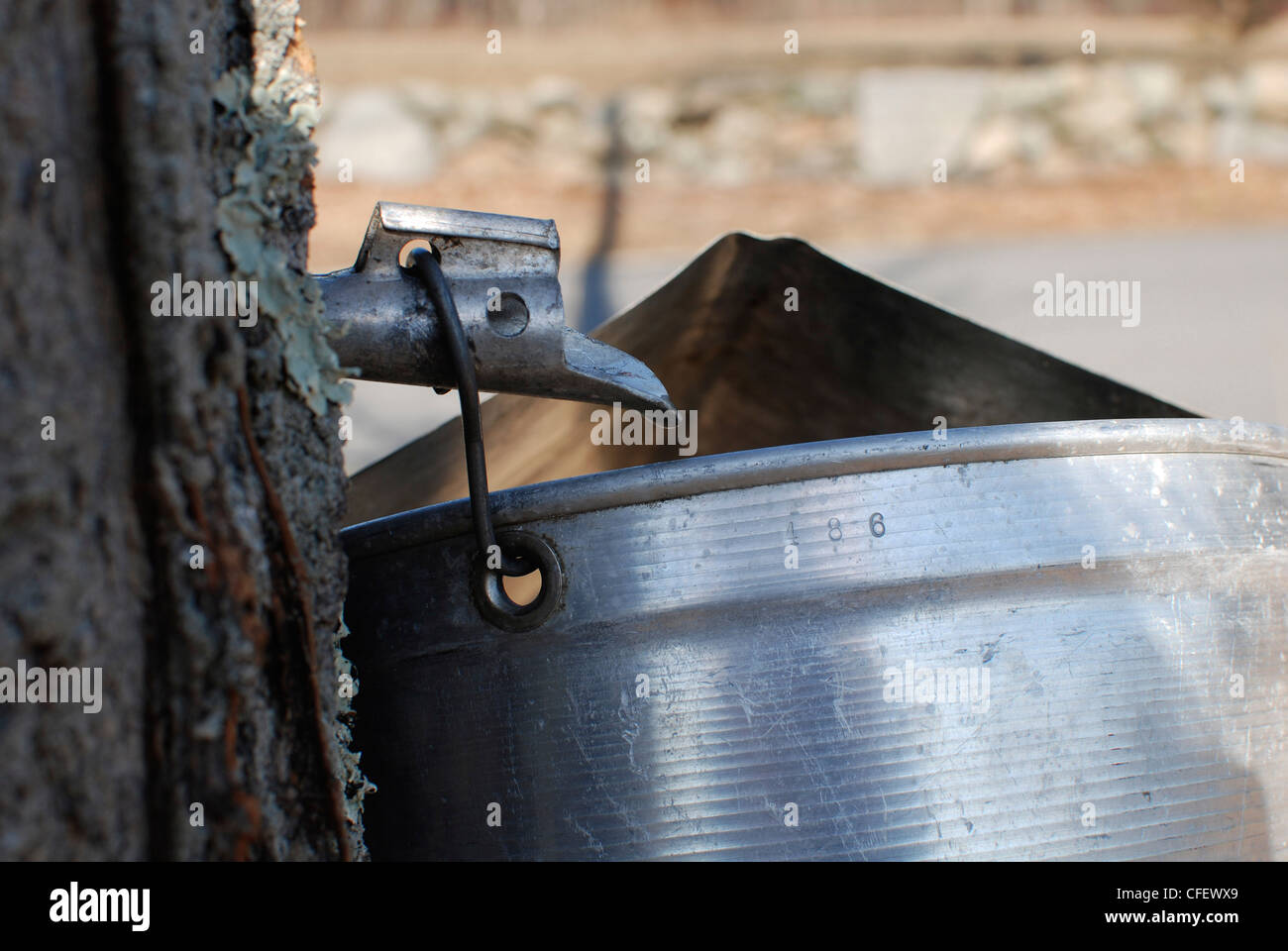 Maple sugaring in New England Stock Photo - Alamy