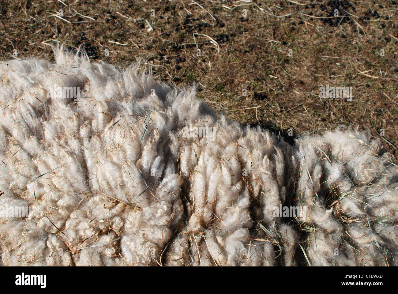 Furry sheep hi-res stock photography and images - Alamy