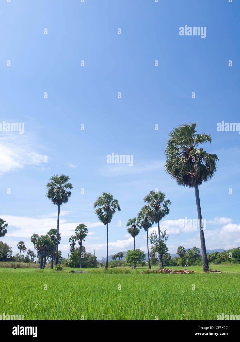 Paddy field with Asian Palmyra palm Stock Photo - Alamy