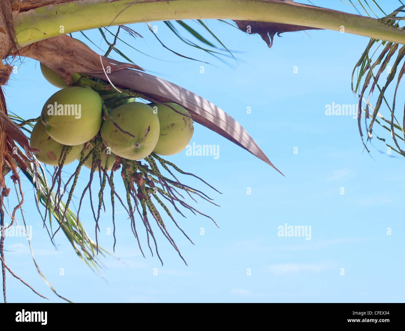Clusters of coconuts Stock Photo - Alamy