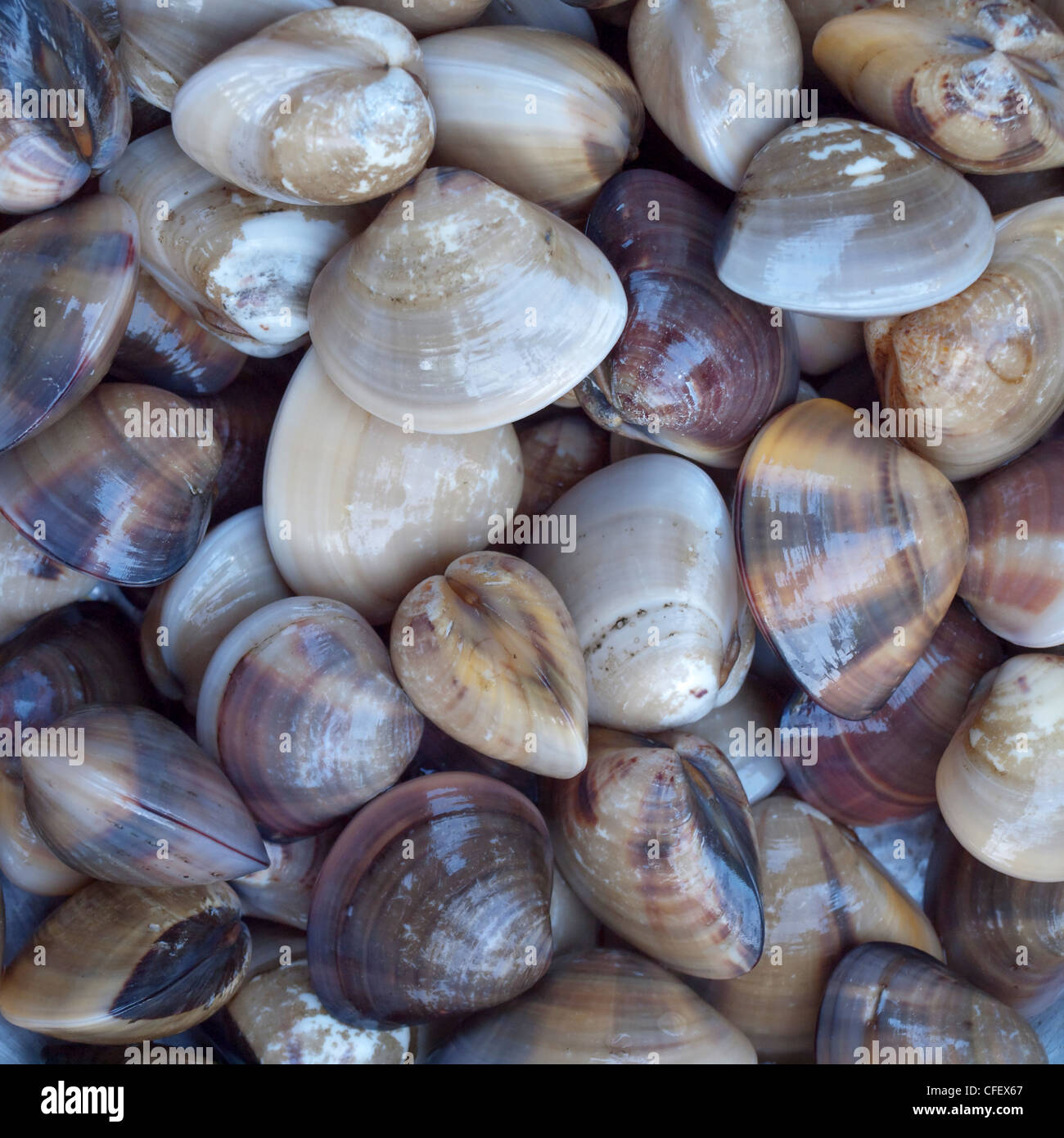 Fresh Enamel Venus Shell Stock Photo - Alamy