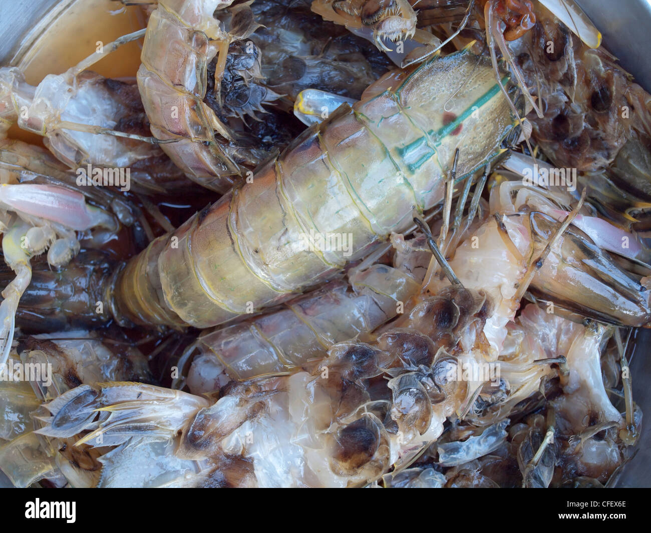 Fresh mantis shrimp Stock Photo - Alamy