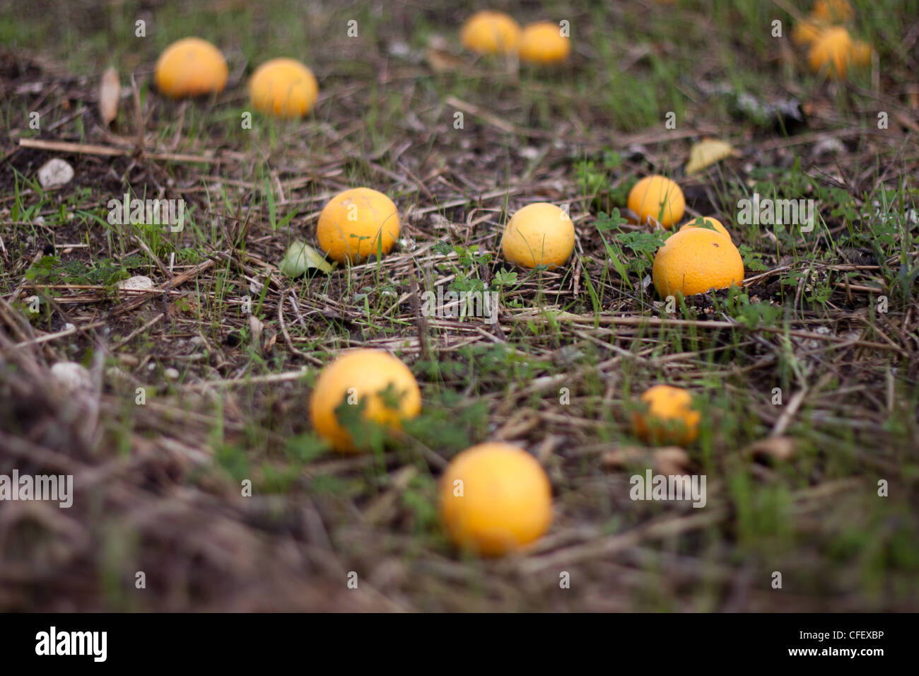 oranges in ground who fallen from tree Stock Photo - Alamy