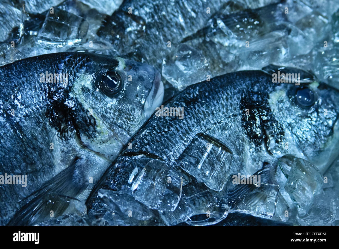 Fish on Ice Stock Photo - Alamy