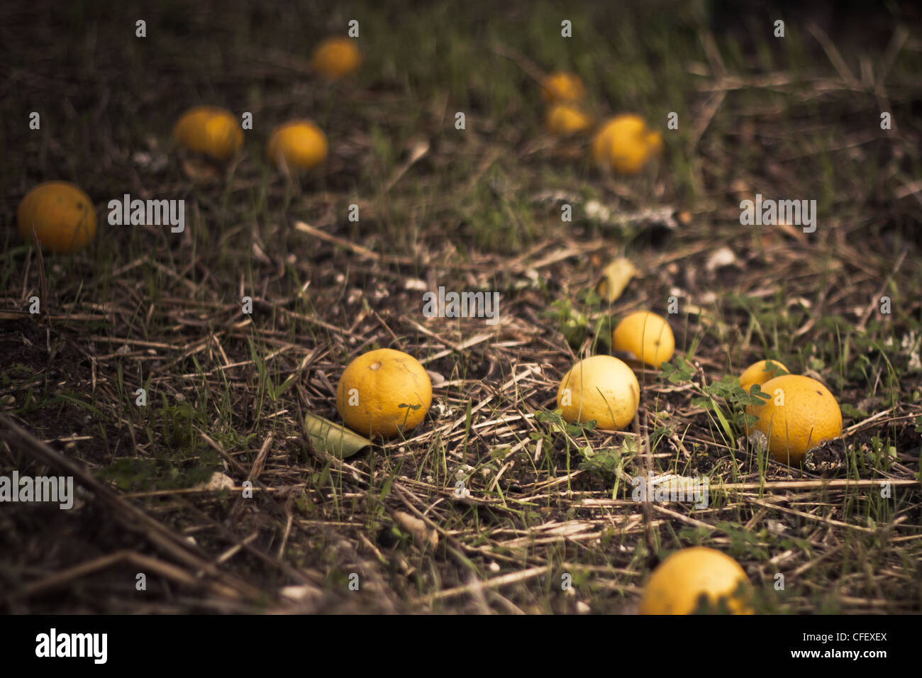 oranges in ground who fallen from tree Stock Photo - Alamy