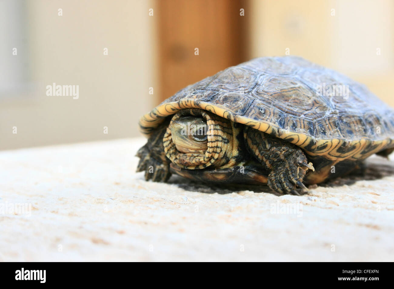 Turtle walking on the wall Stock Photo - Alamy